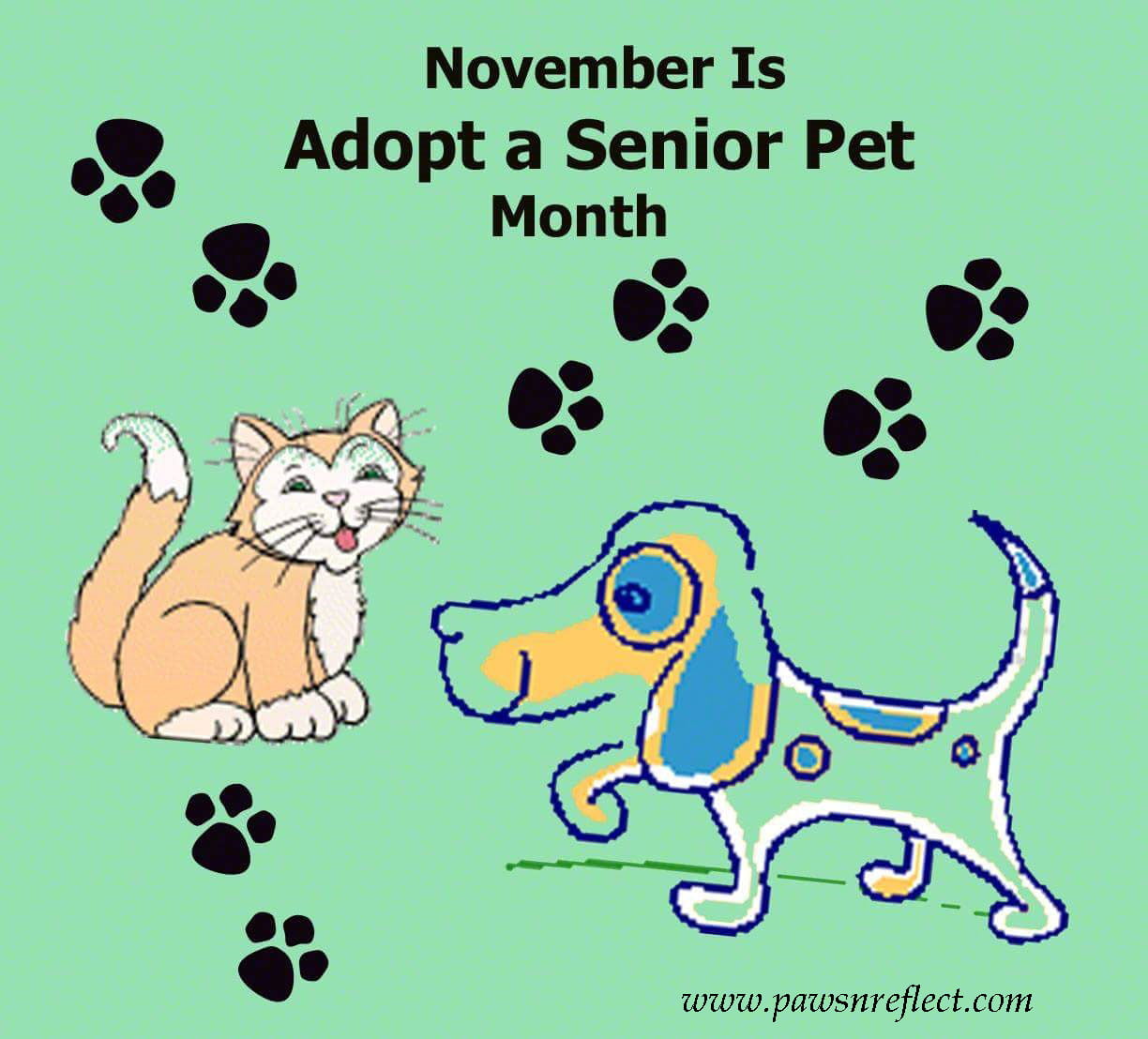 Senior Pets - Paws N Reflect